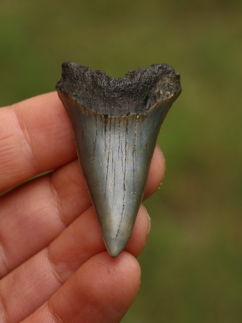 1 Real Offshore NC Extinct Mako Shark Tooth, Beautiful Grey/blue/black ...