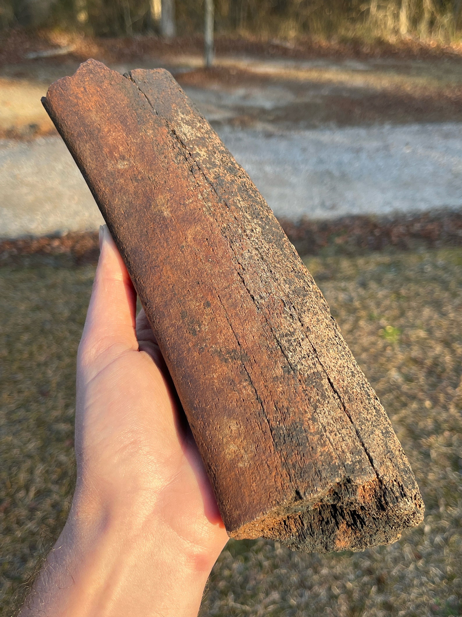 1 Large Authentic / Real / Extinct /fossilized Mysticeti Rib Bone, NOT ...