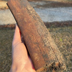 1 Large Authentic / Real / Extinct /fossilized Mysticeti Rib Bone, NOT ...