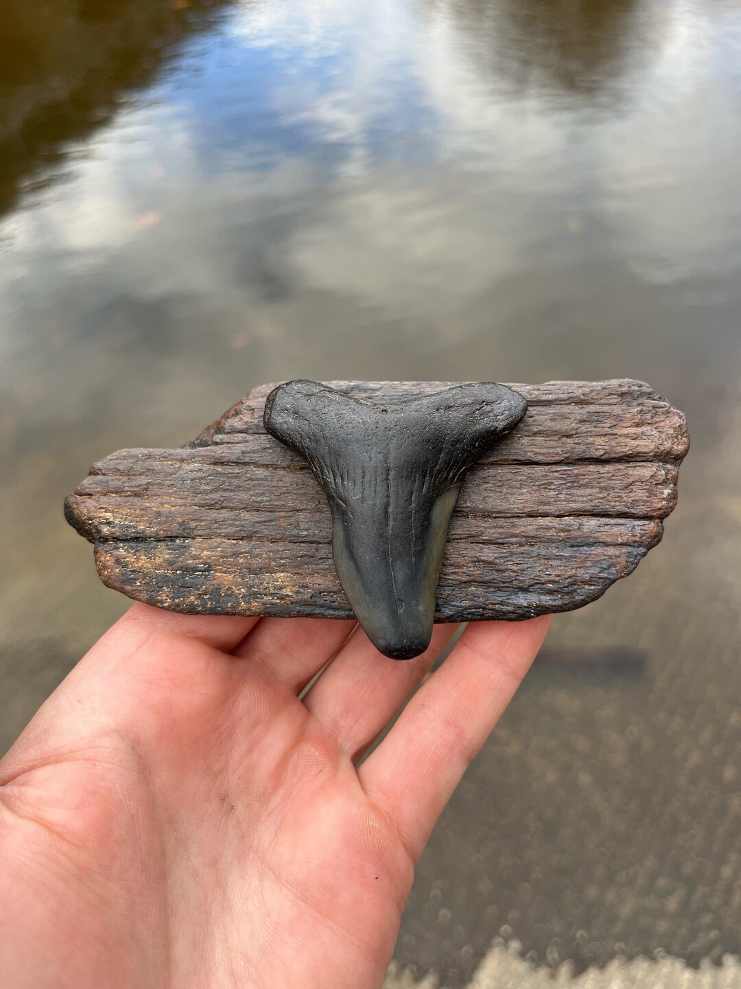 1 Real Fossilized MYSTICETI RIB BONE Segment and 1 Very Old Megaldon ...