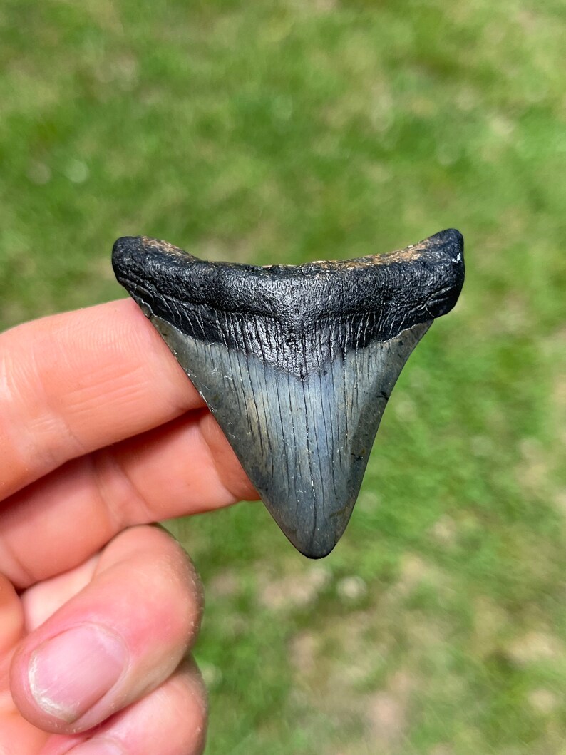 1 Real Offshore NC Megalodon Shark Tooth, Beautiful Blue/black ...