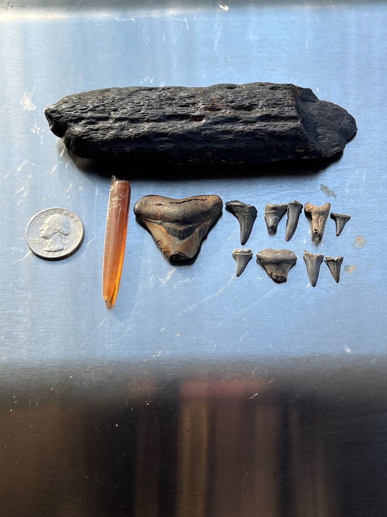 Bargain Assorted North Carolina Fossil Set! - Etsy