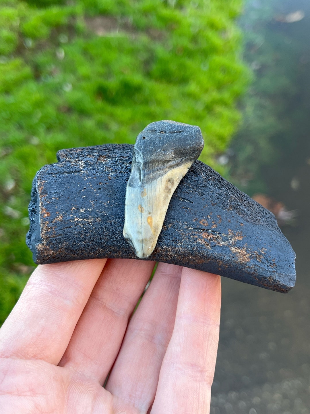 1 Real Fossilized MYSTICETI RIB BONE Segment and 1 Very Old Megaldon ...