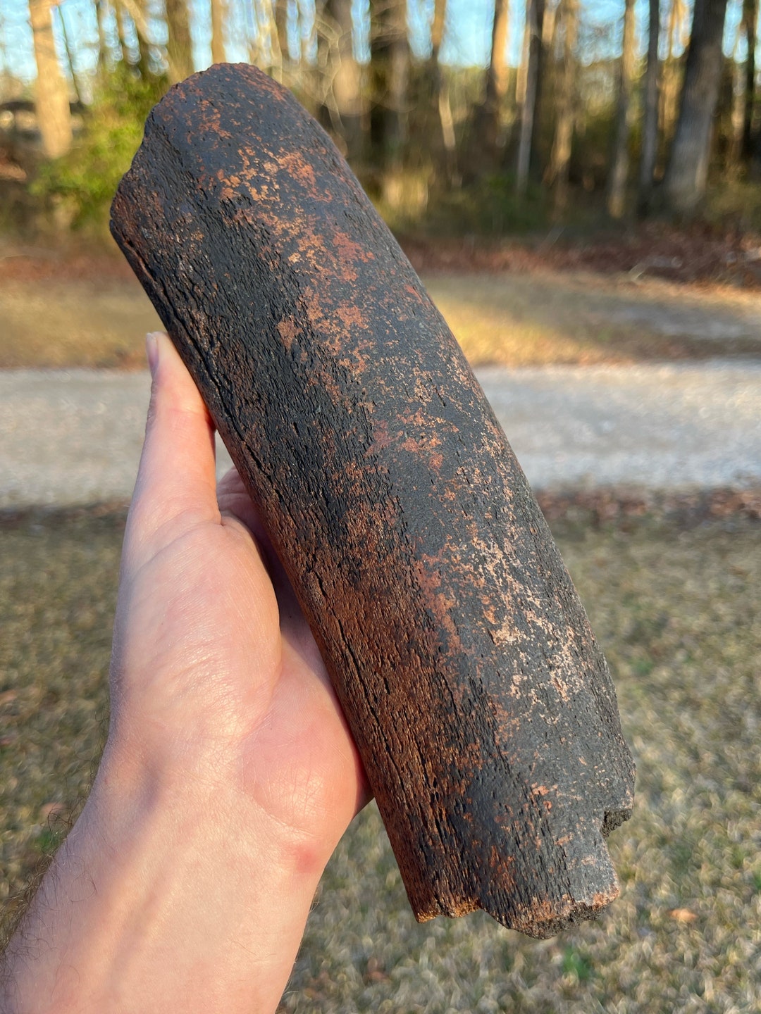 1 Large Authentic / Real / Extinct /fossilized Mysticeti Rib Bone, NOT ...