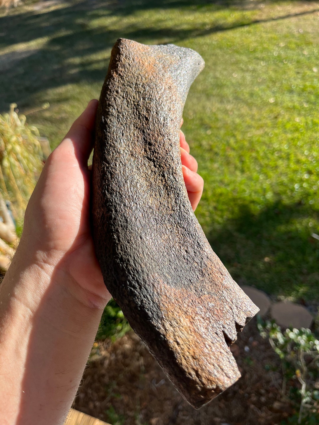 1 Large Authentic / Real / Extinct /fossilized Mysticeti Rib Bone, NOT ...