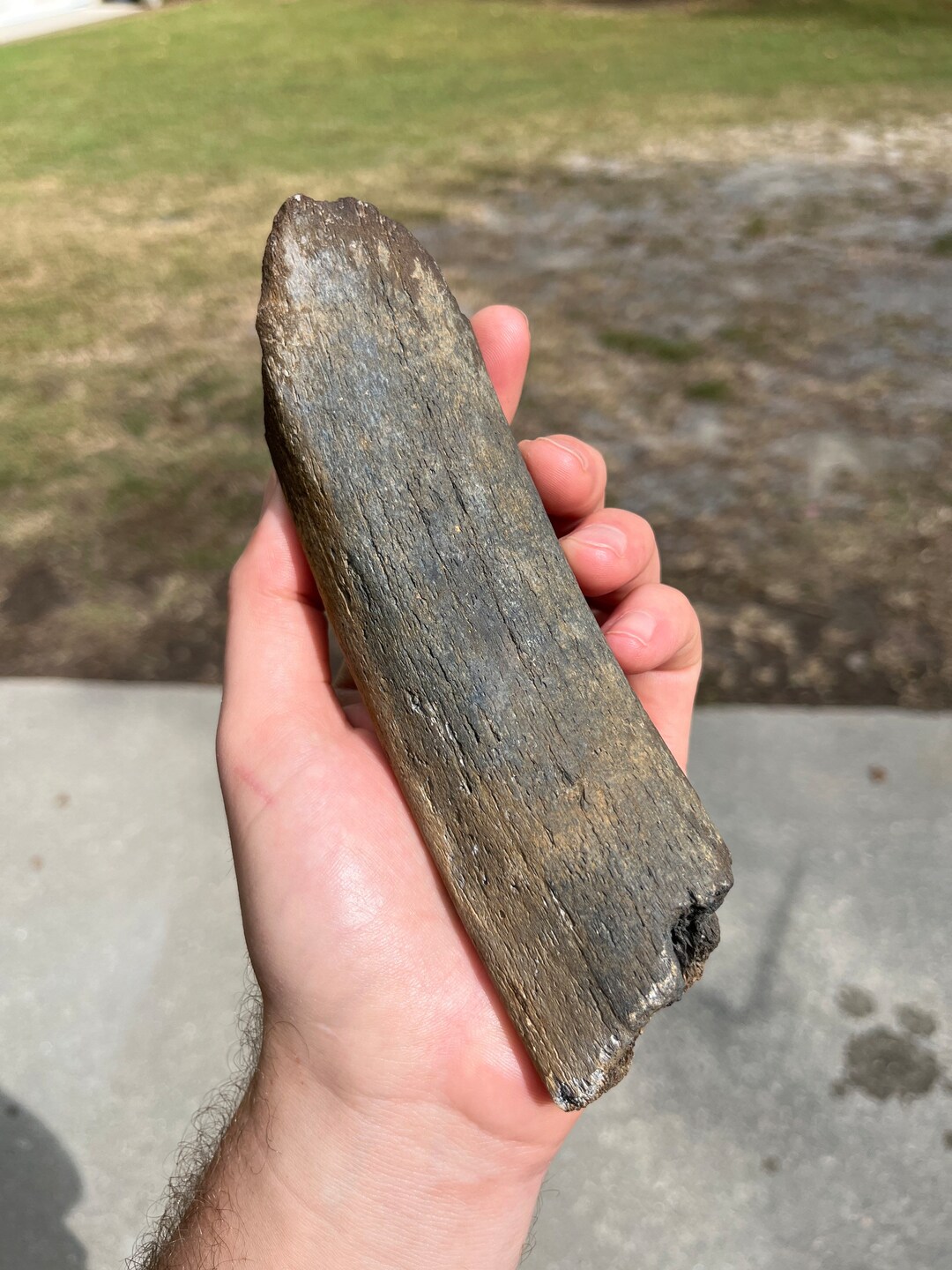 Real Fossilized Mysticeti Rib Bone Fragment Miocene Era Fossil Found ...