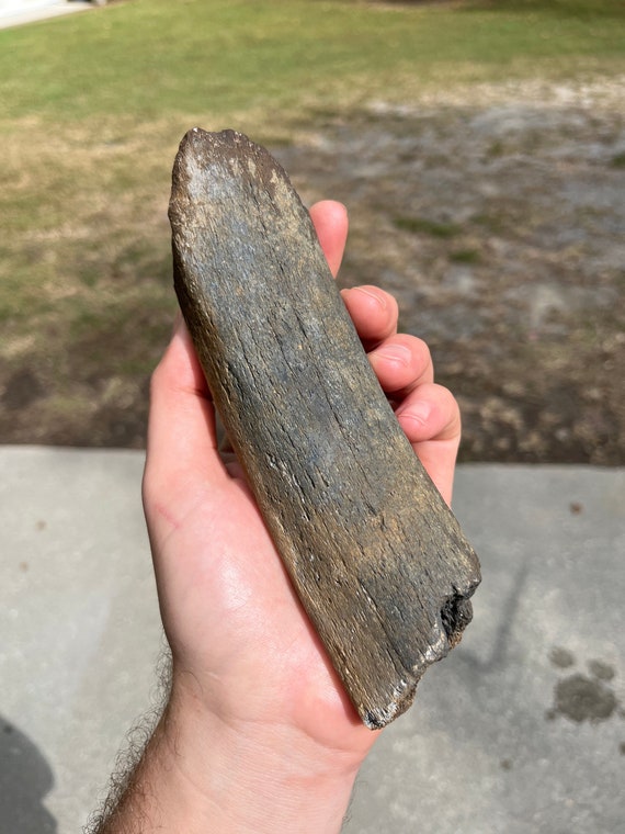 Real Fossilized Mysticeti Rib Bone Fragment Miocene Era - Etsy