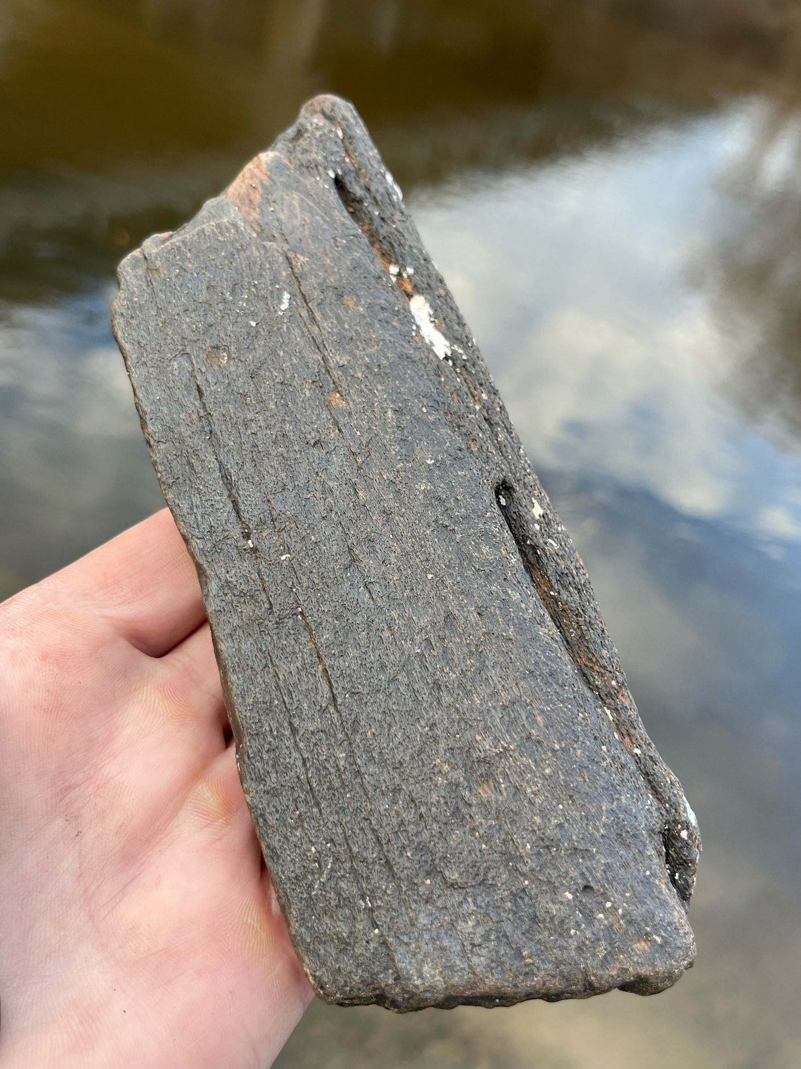 1 Real Fossilized MYSTICETI RIB BONE Segment and 1 Very Old Megaldon ...