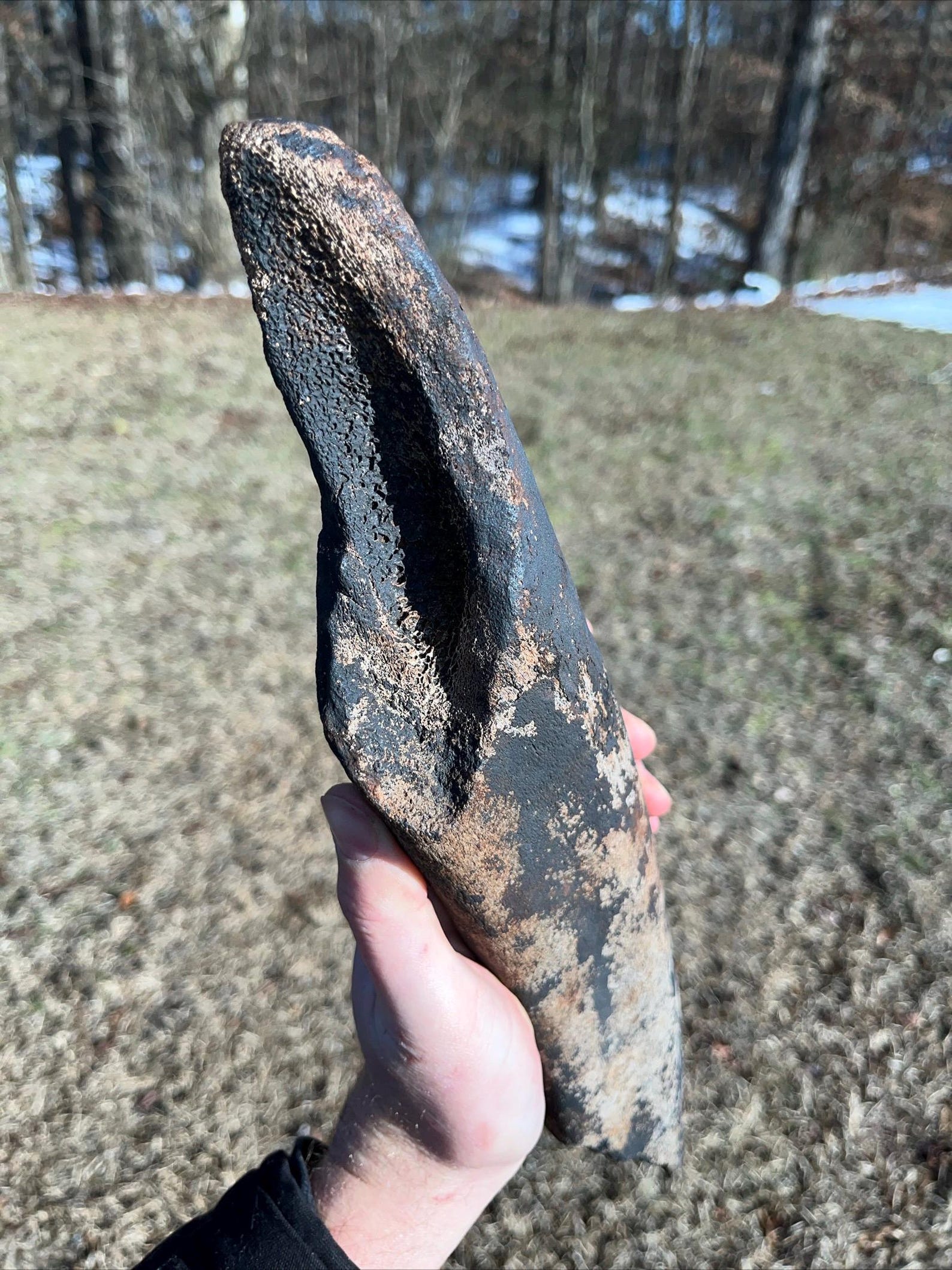 1 Large Authentic / Real / Extinct /fossilized Mysticeti Rib Bone, NOT ...