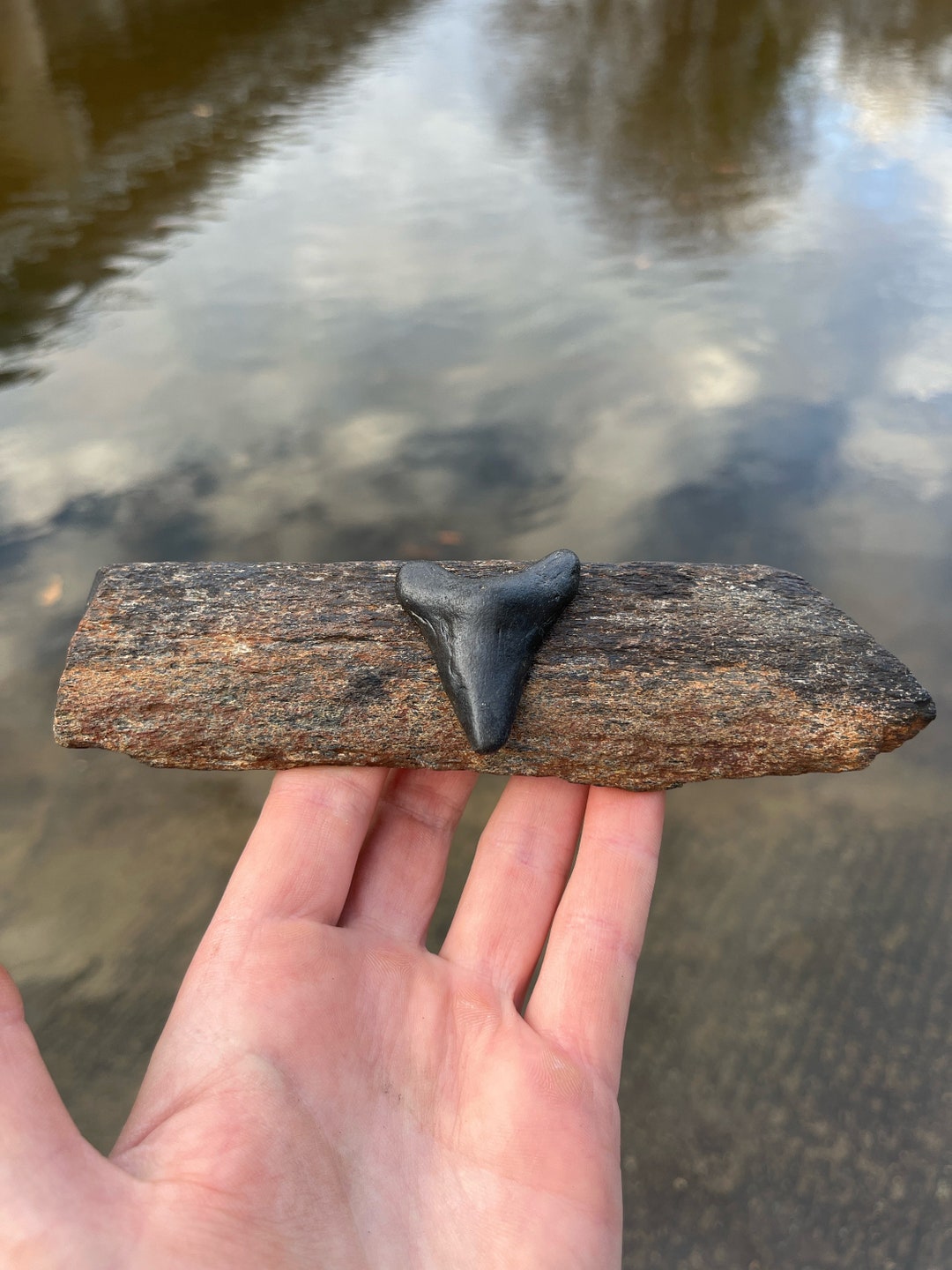 1 Real Fossilized MYSTICETI RIB BONE Segment and 1 Very Old Megaldon ...