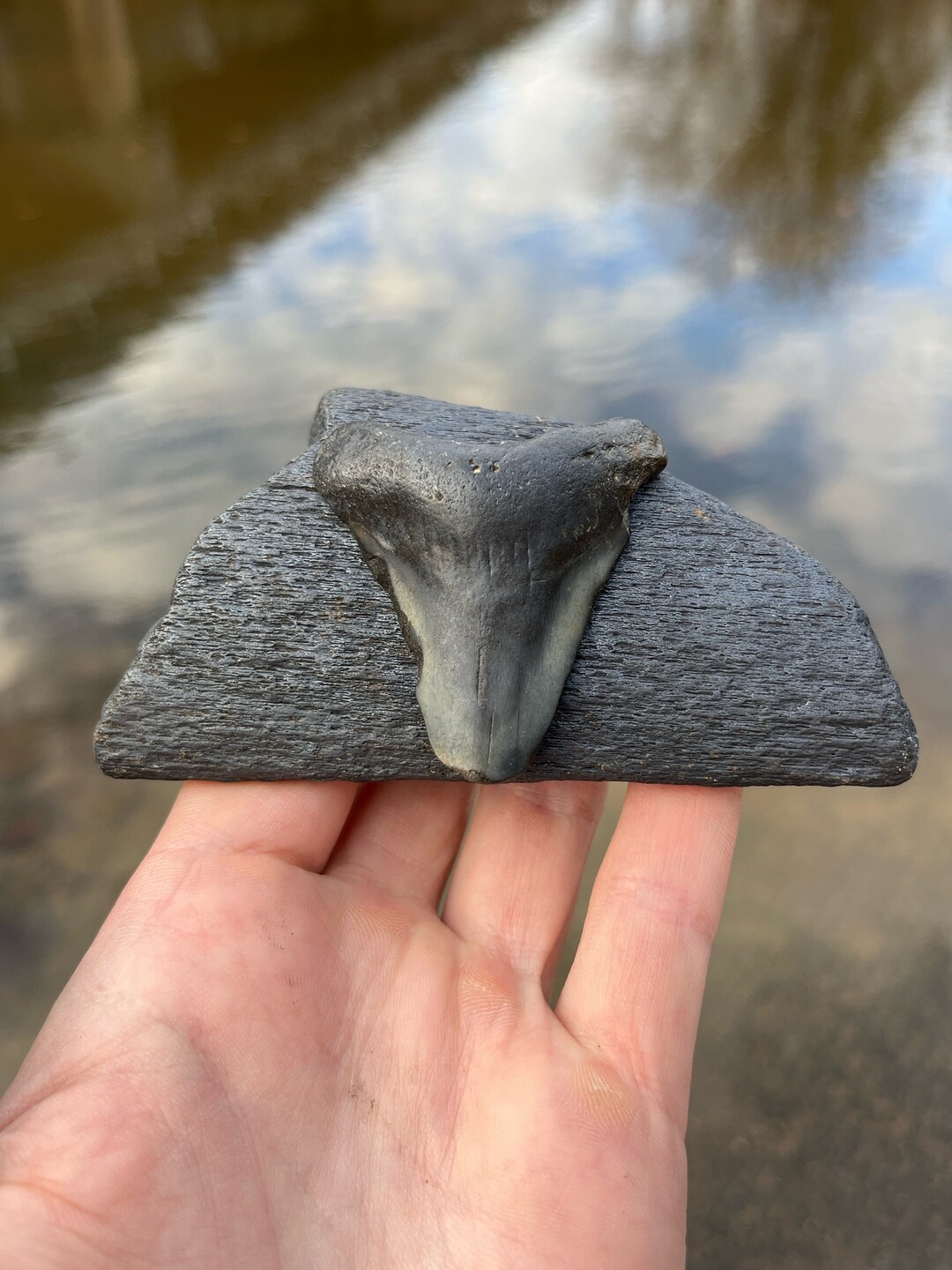 1 Real Fossilized MYSTICETI RIB BONE Segment and 1 Very Old Megaldon ...