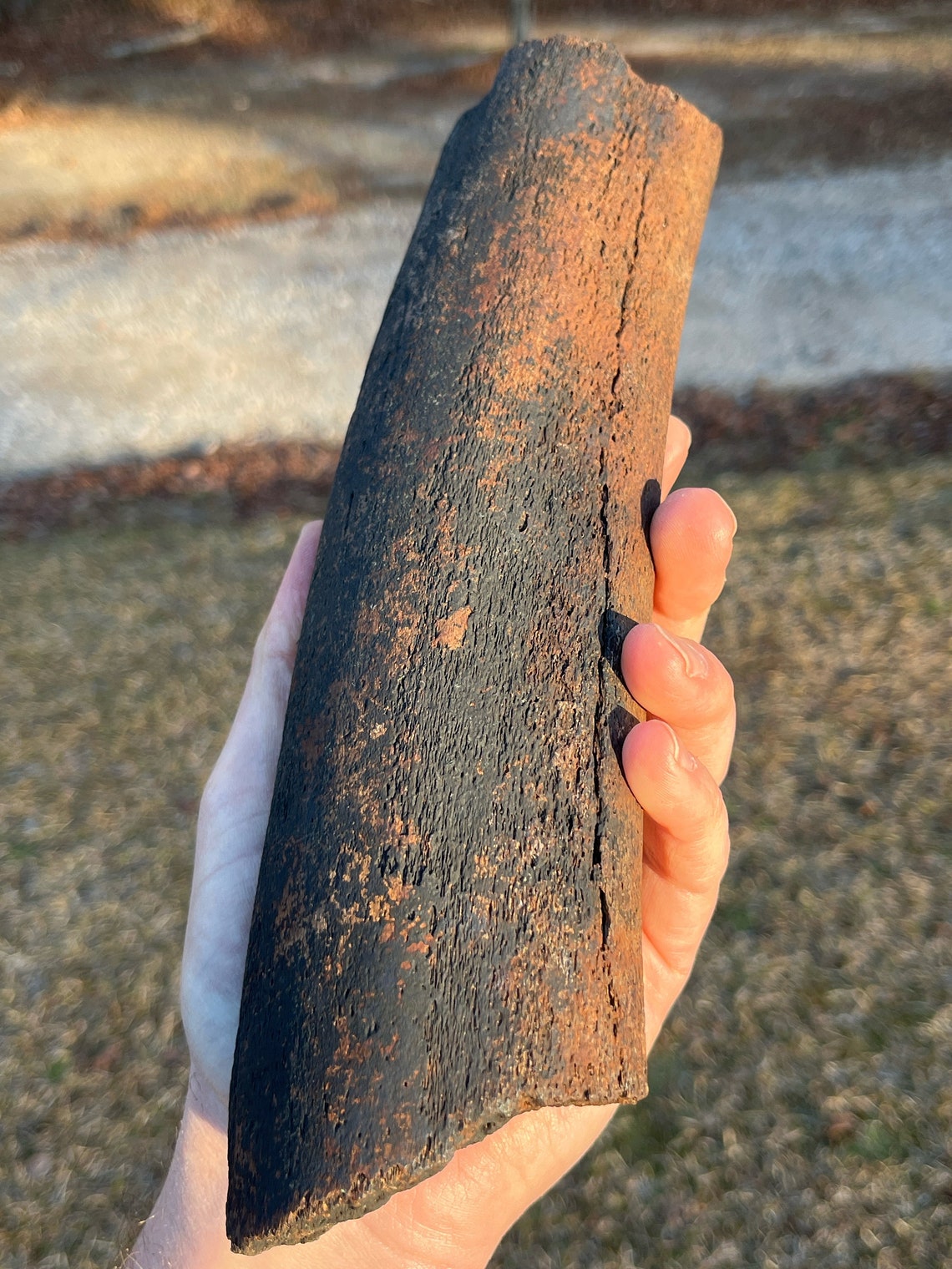 1 Large Authentic / Real / Extinct /fossilized Mysticeti Rib Bone, NOT ...