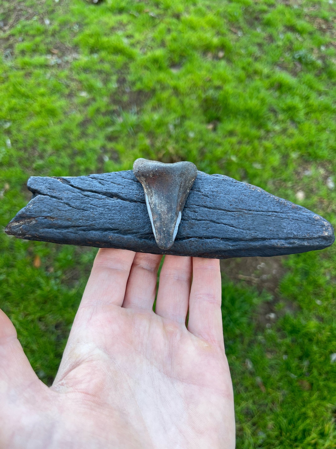 1 Real Fossilized MYSTICETI RIB BONE Segment and 1 Very Old Megaldon ...