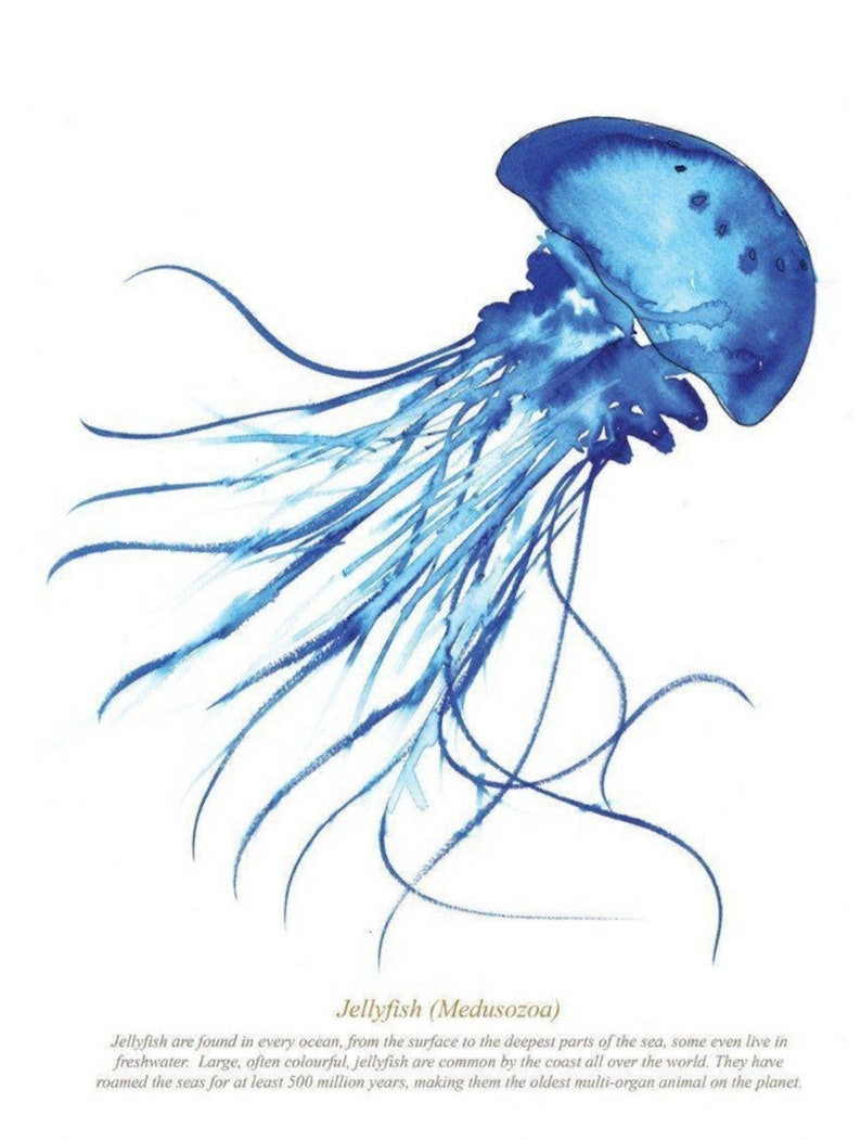 Jellyfish Watercolour Art Print - Coastal Home Art - Etsy