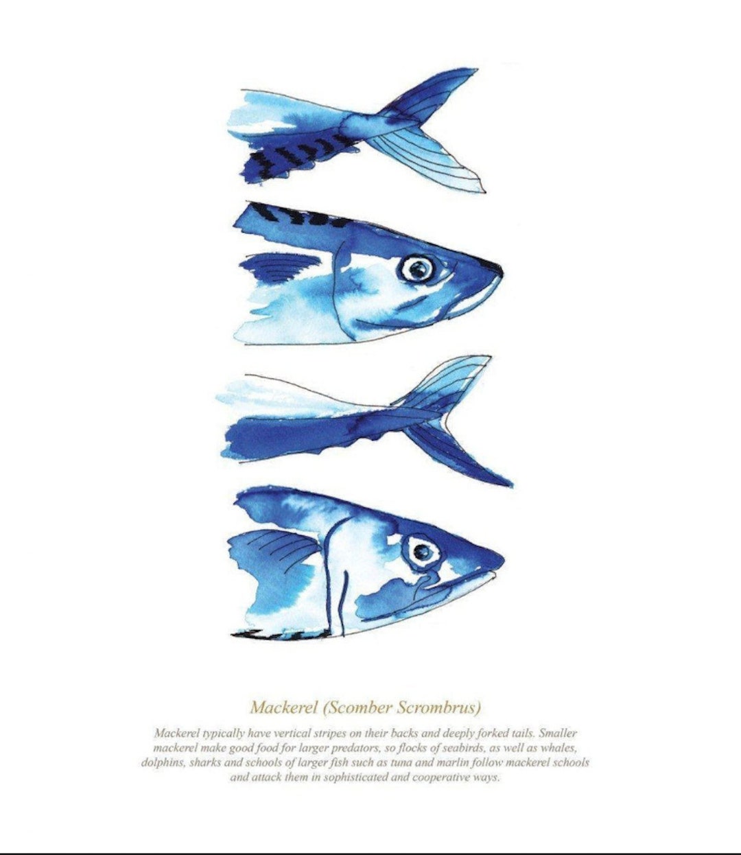 Mackerel Watercolour Print Framed or Unframed Coastal Wall Art - Etsy