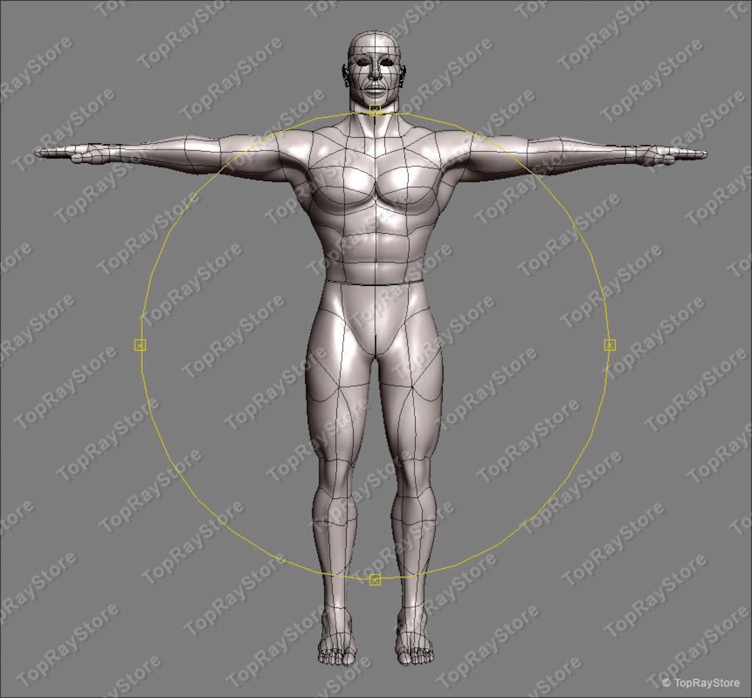 Male Body Reference For 3d Modeling