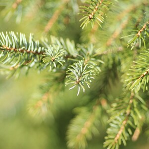 Silver Fir Needle Essential Oil 100% Pure and Natural - Etsy