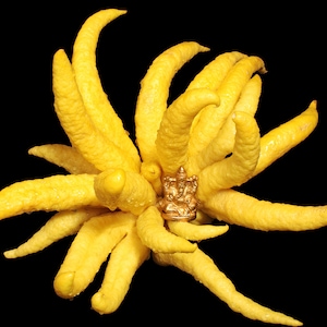 Buddha's Hand Citron Essential Oil - Cedrat - Citron Essential Oil ...