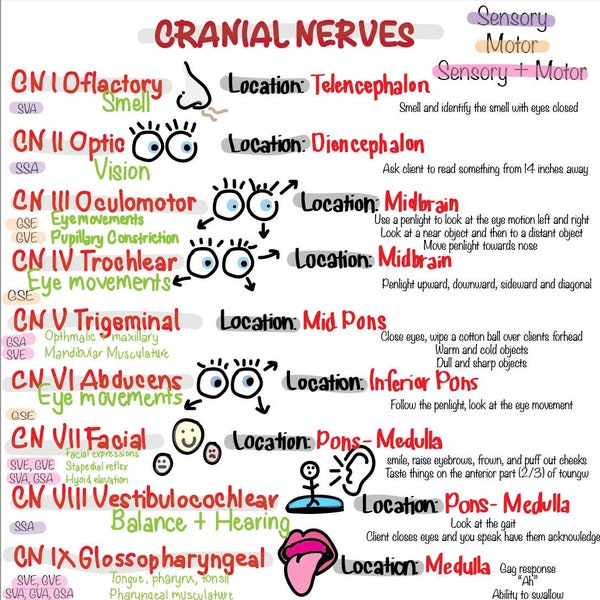 Cranial Nerve - Etsy