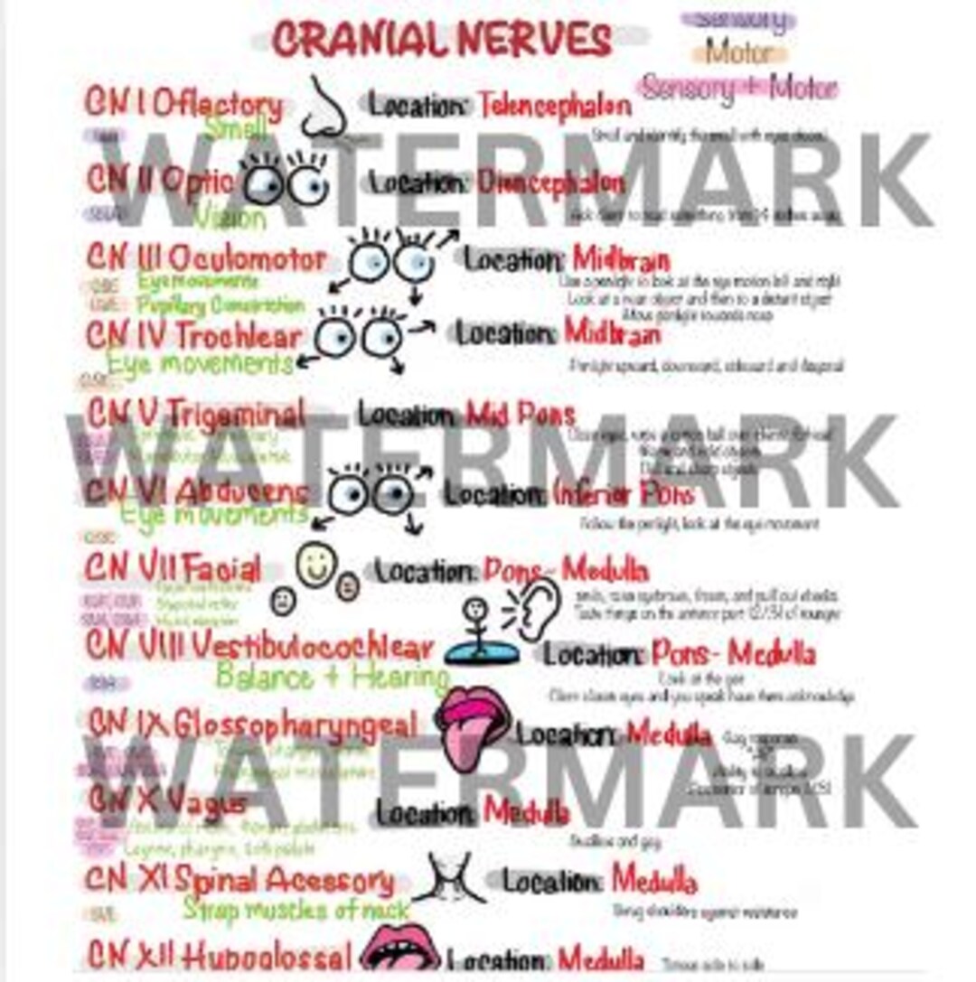 Cranial Nerve Cheat Sheet - Etsy UK