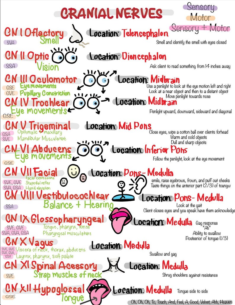 Cranial Nerve Cheat Sheet - Etsy
