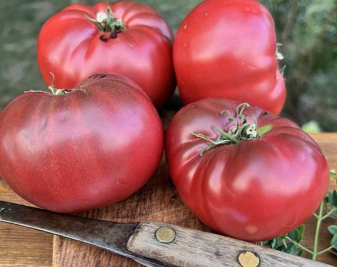 Perfect Purple Globe - Tomato Seeds - Etsy