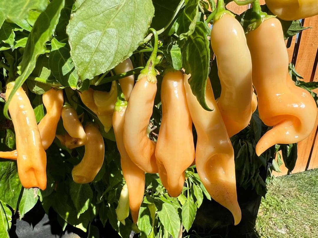 Sugar Rush Peach Pepper Seeds - Etsy