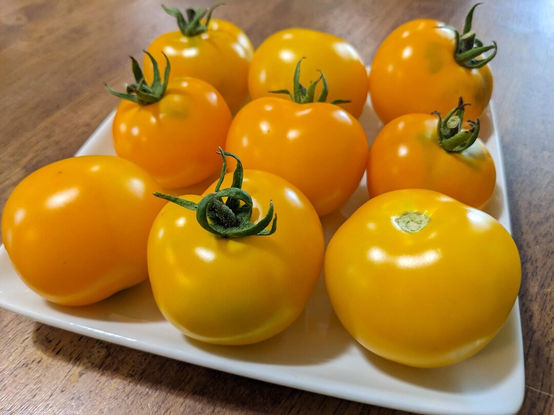 Amber Tomato Seeds - Etsy