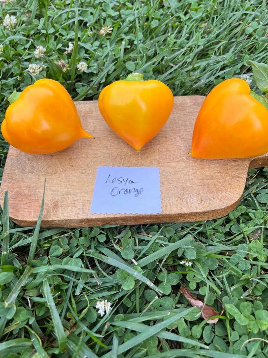 Lesya Orange Pepper Seeds - Etsy