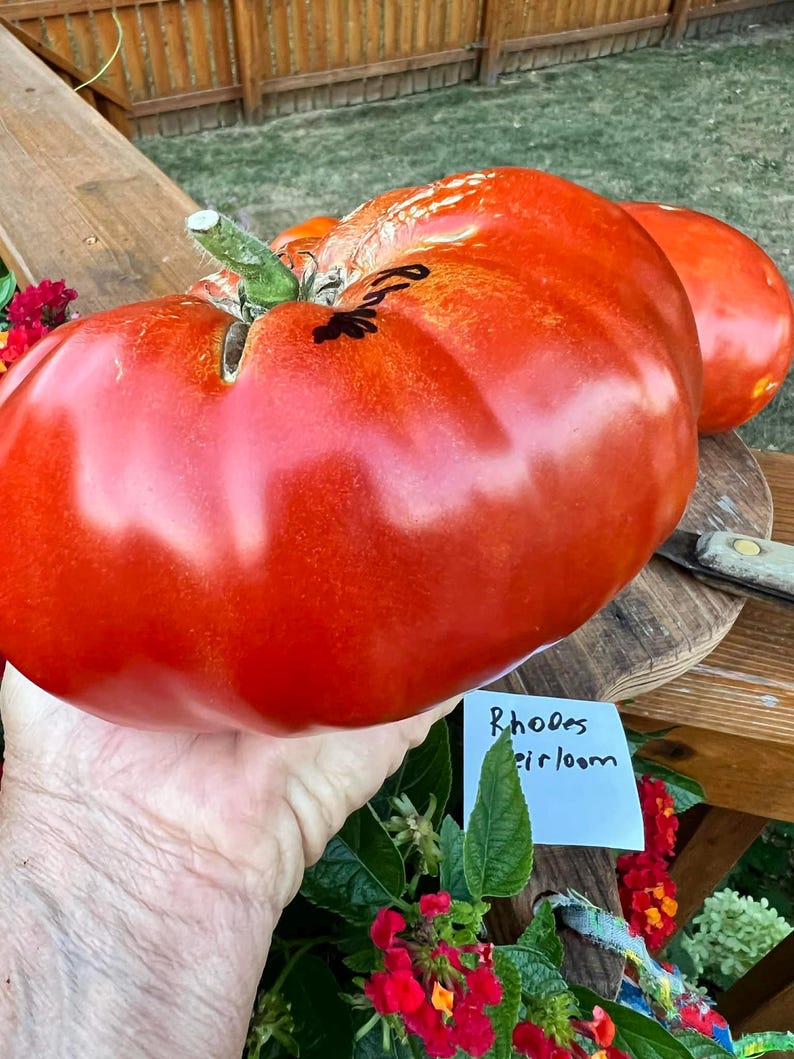 Rhodes Heirloom Tomato Seeds - Etsy