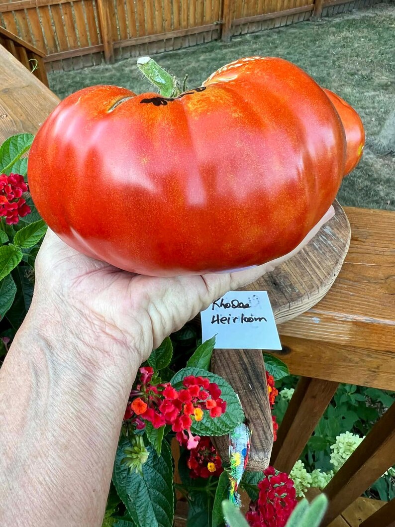Rhodes Heirloom Tomato Seeds - Etsy