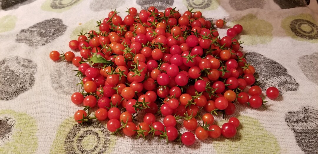 Mexico Midget Tomato Seeds the Original Mexico Midget Variety - Etsy