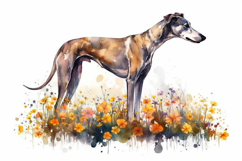 Watercolor Graceful Greyhounds Clip Art - Individual Digital ...