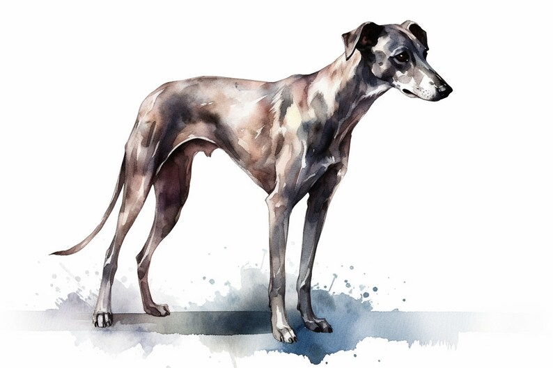 Watercolor Graceful Greyhounds Clip Art - Individual Digital ...