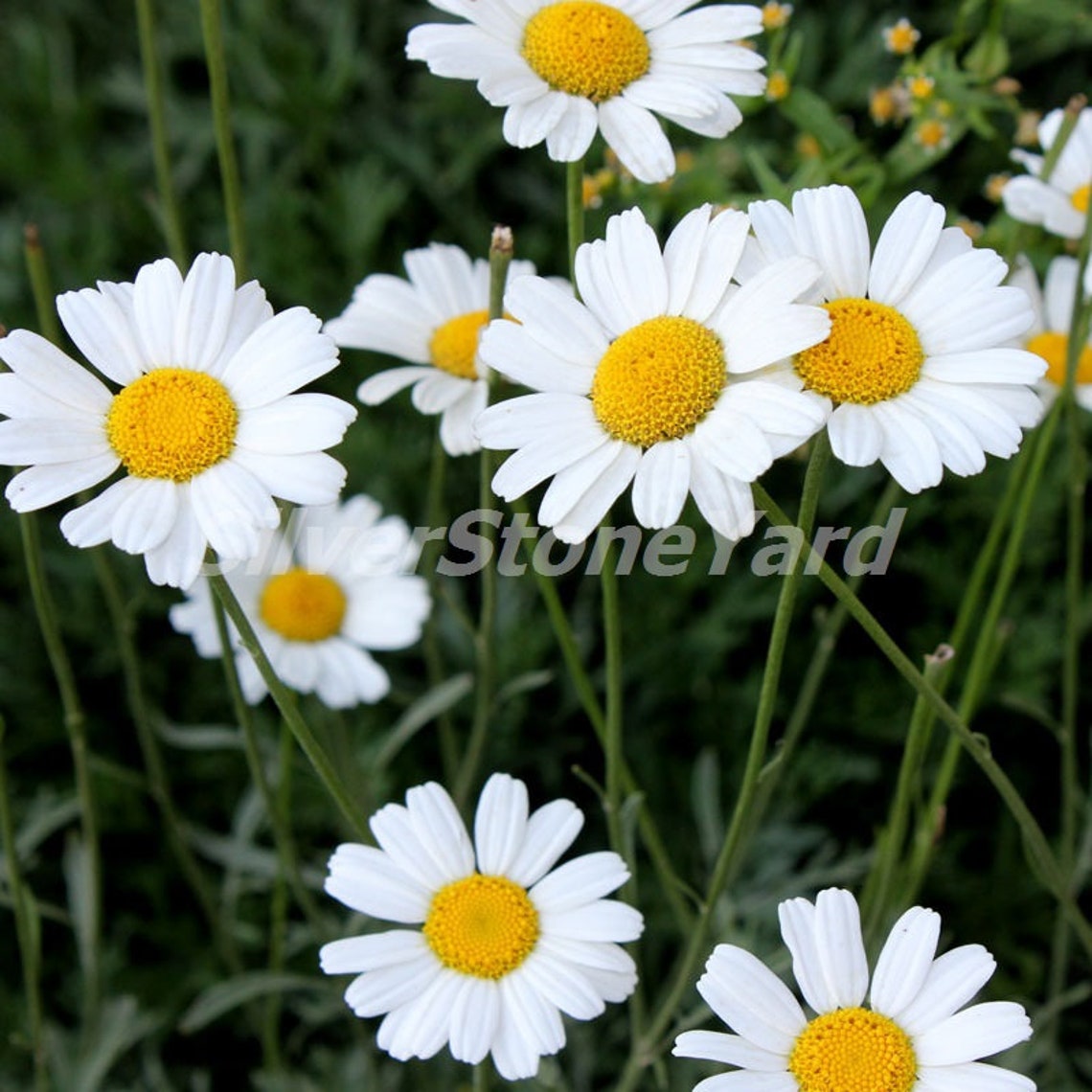 Pyrethrum Cinerariifolium Seeds 100000 Seeds Maruna - Etsy UK