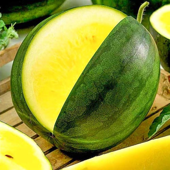 Yellow Watermelon Seeds 25000 Rare Seeds Yanusik Sweet | Etsy