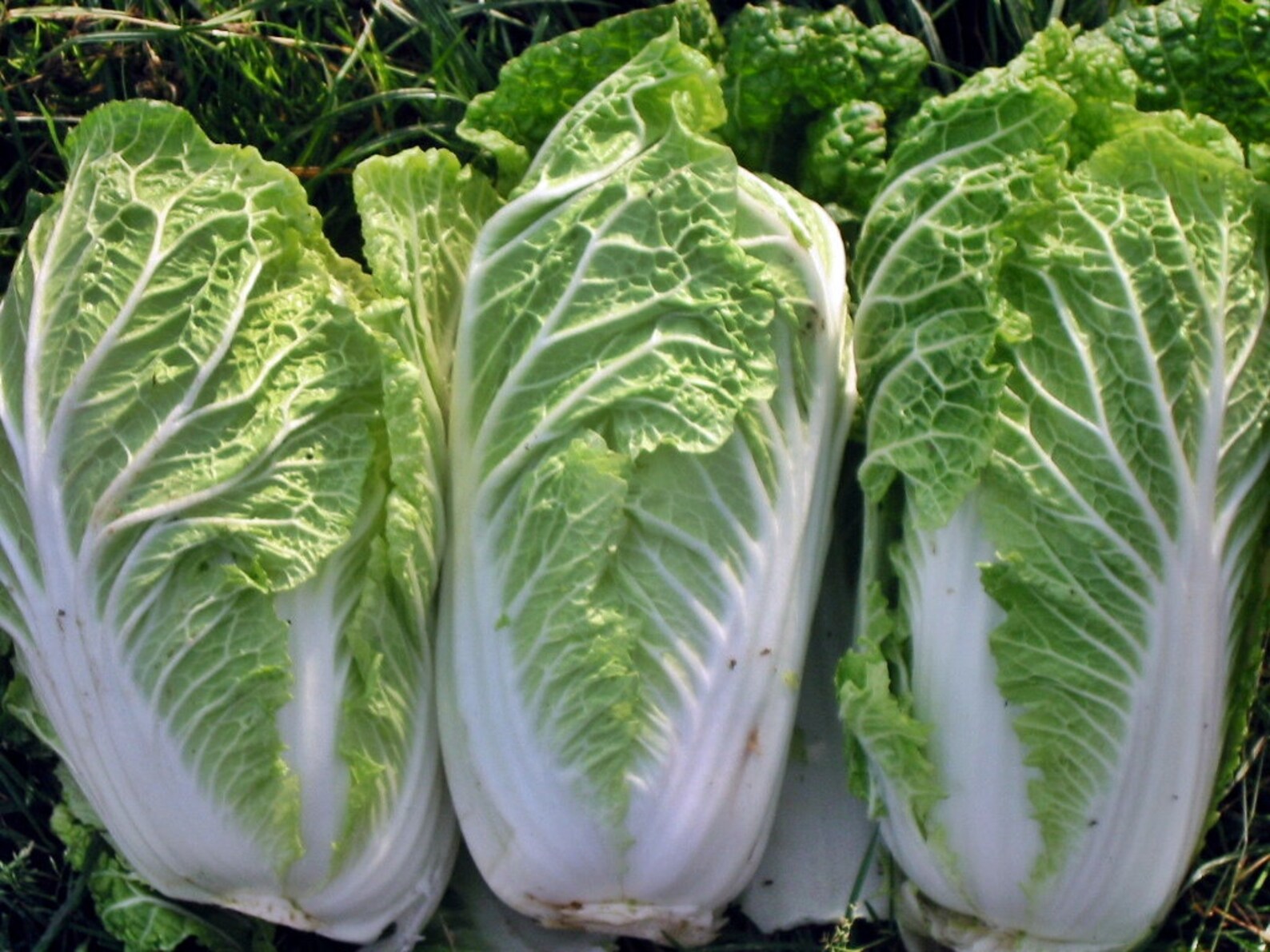 Peking Cabbage Peking Cabbage GLASS 150 Organic Seeds - Etsy Singapore