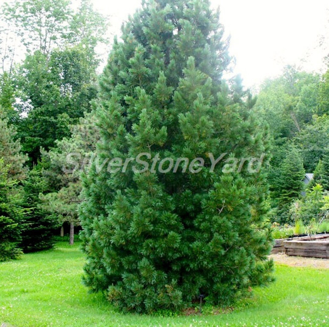 Pinus Peuce 15 semillas Balkan Pine Macedonian Pine Ukrainian - Etsy España