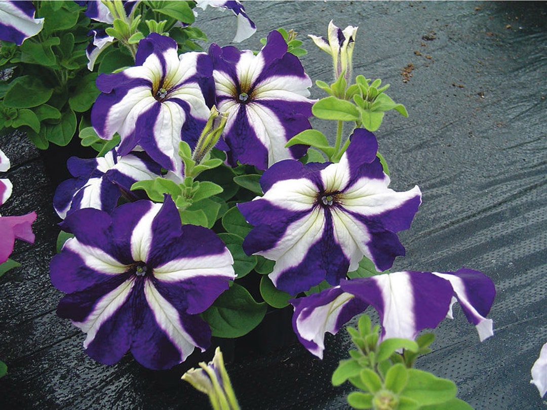 300 Petunia Ultra Blue Star,Petunia Samen,Blumensamen,SW28 - Etsy.de