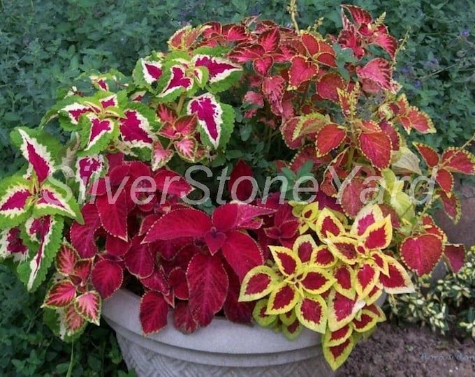 40 Seeds Breathtaking Coleus Plant Semillas Samen Grained - Etsy Canada