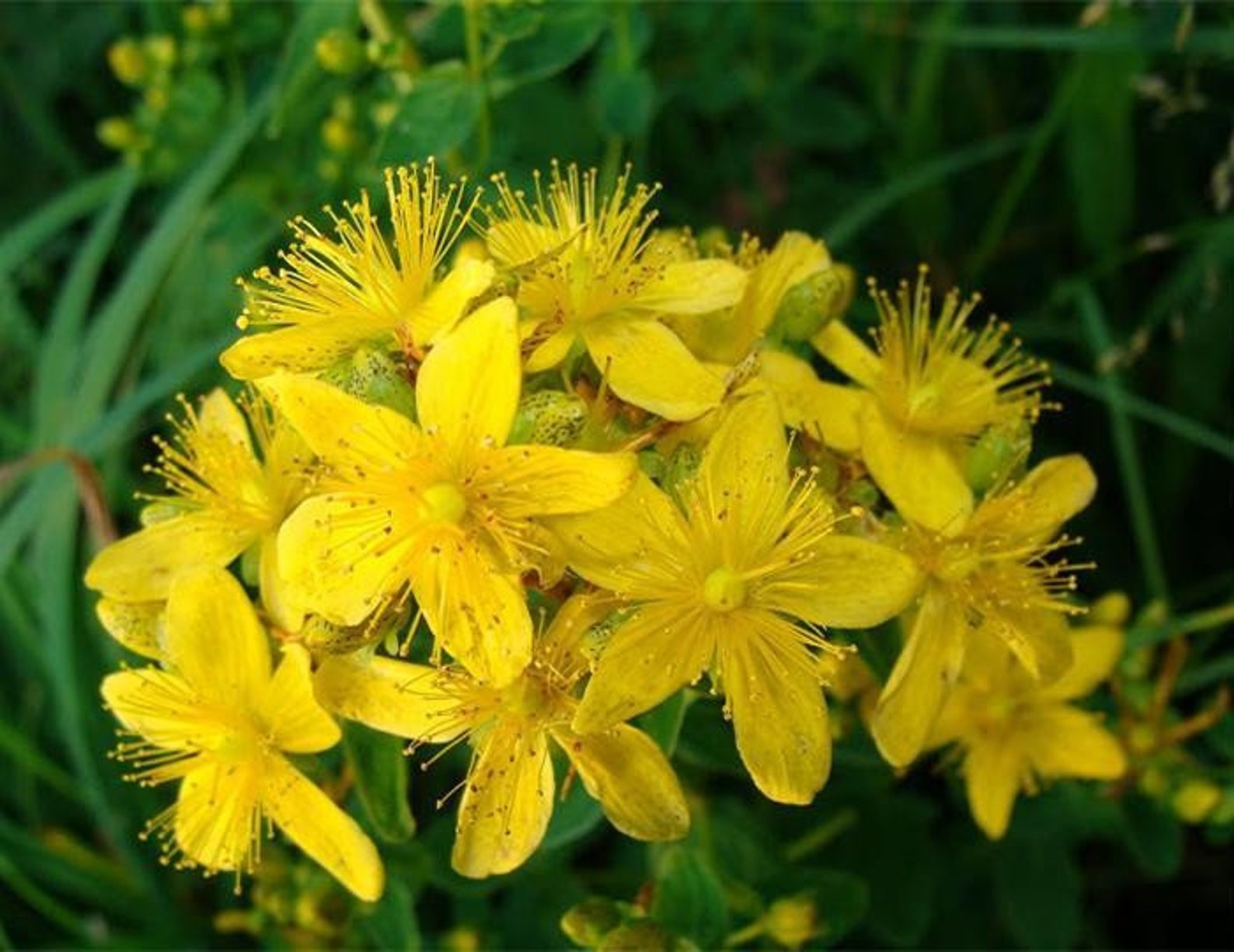 Semi di iperico, 5000000 semi, Erba di San Giovanni, Hypericum ...