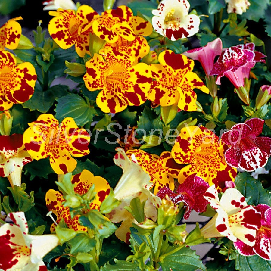 Mimulus Samen, Mimulus Hybrid Mix, 0,1 g Ukrainisch Bio Samen, SW729 ...