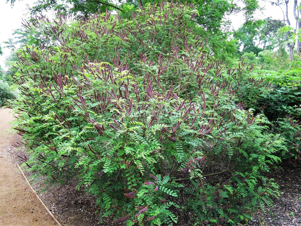Amorpha Fruticosa 100000 Amorpha Seeds Ukrainian Organic Seeds | Etsy