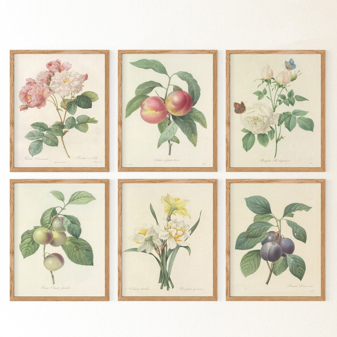 Set of 6 Prints Botanical Print Set, Wall Art Set of 6 for Vintage ...