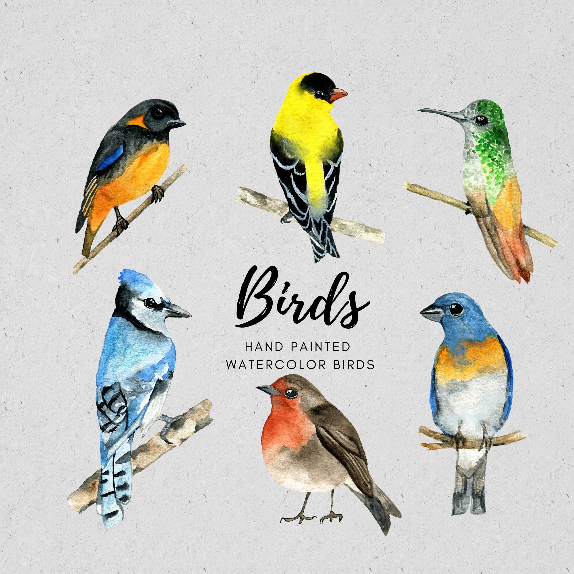 Pretty Birds Watercolor Clipart, Hand Painted Colorful Birds, 6 Birds ...