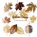 Fall Colorful Leaves Clipart, Autumn Botanical Illustraiton ...