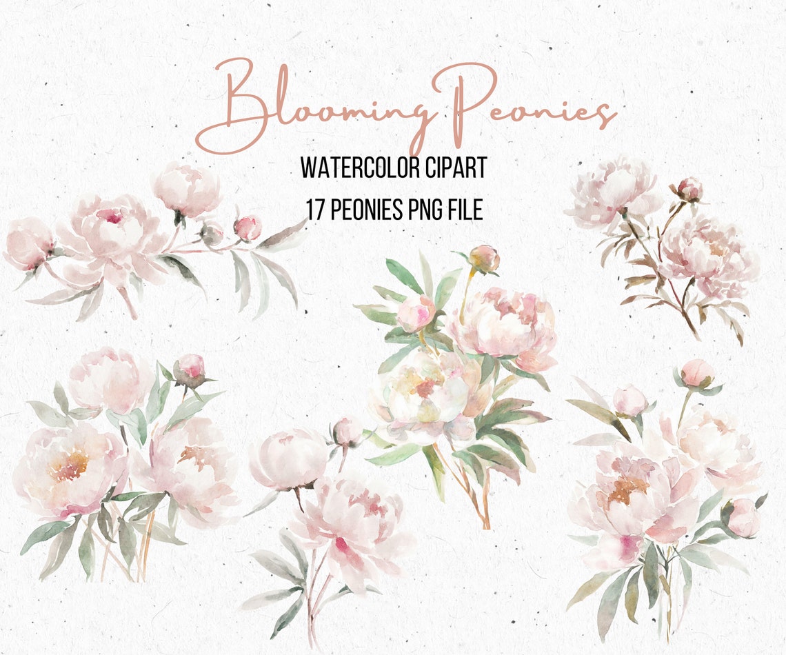 Blooming Peonies Clipart, Watercolor Floral Clipart, Baby Pink Floral ...
