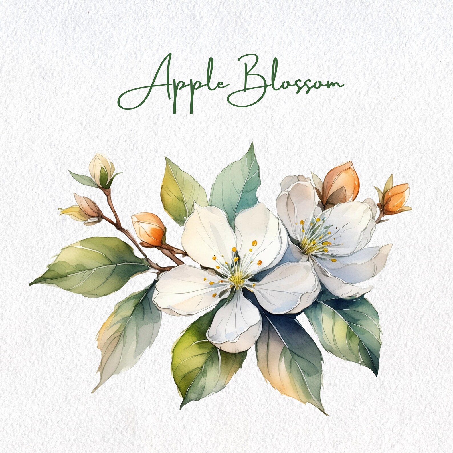 Apple Blossom Clipart, Watercolor Clipart, Spring Garden Clipart ...