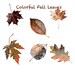 Fall Colorful Leaves Clipart, Autumn Botanical Illustraiton ...