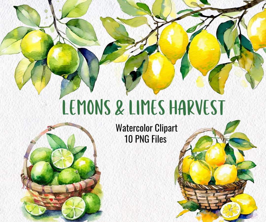 Lemon and Lime Watercolor Clipart, Watercolor Citrus Clipart, Lemon Tree Clipart, Lime Tree ...